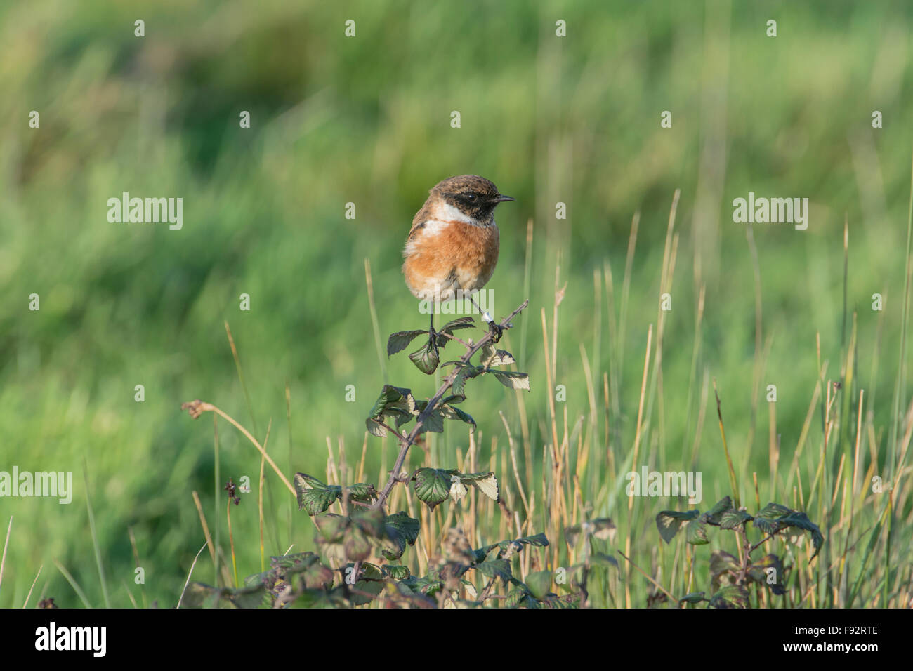 Male stonechat hi-res stock photography and images - Alamy