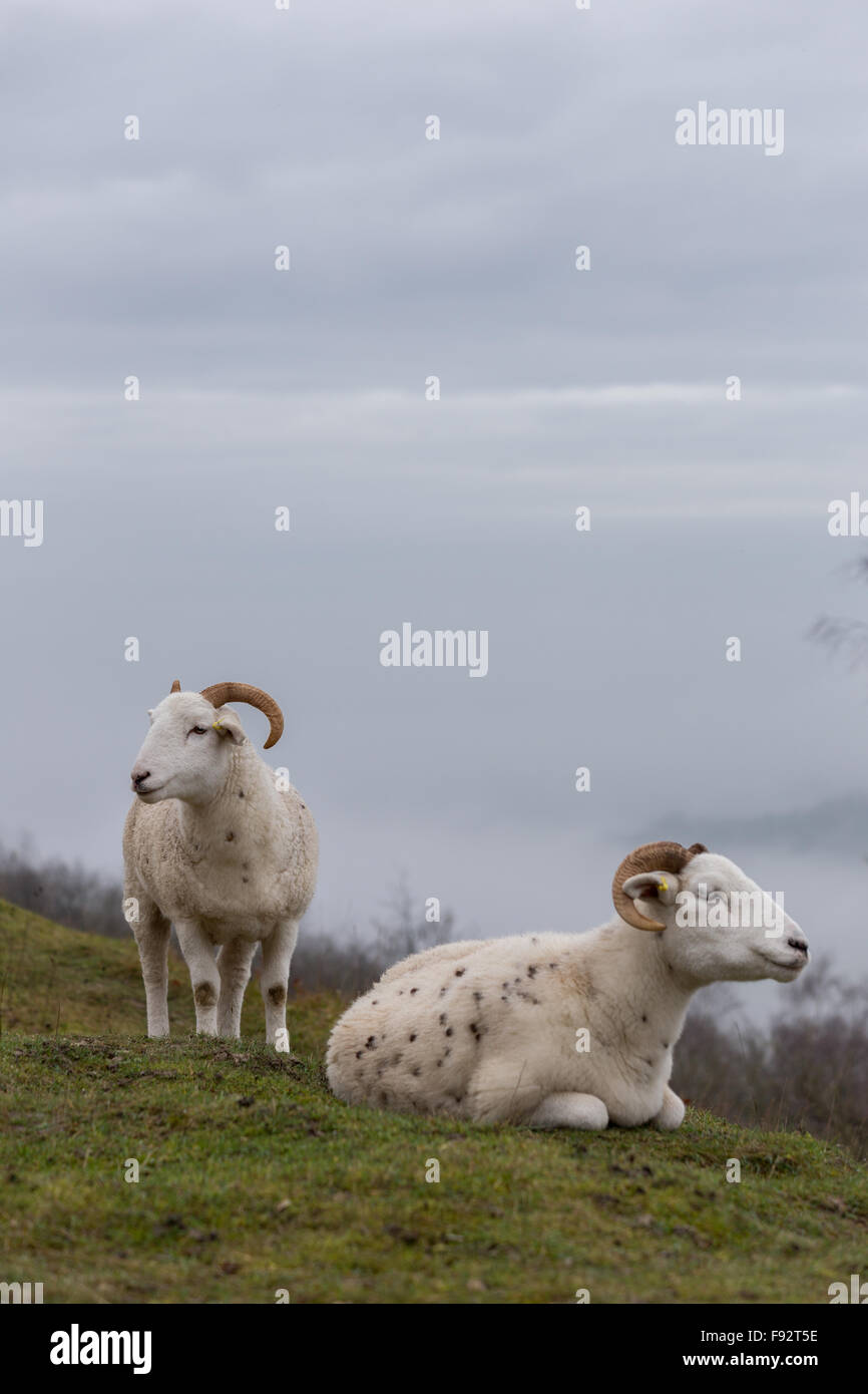 Sheep sitting and standing on the hillside as mild weather conditions ...