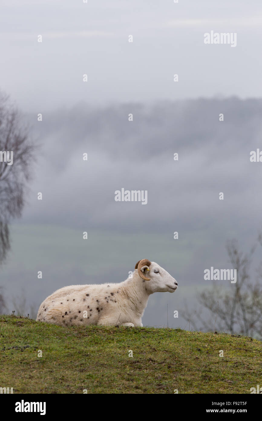 Sheep sitting on the hillside as mild weather conditions sees a thick ...