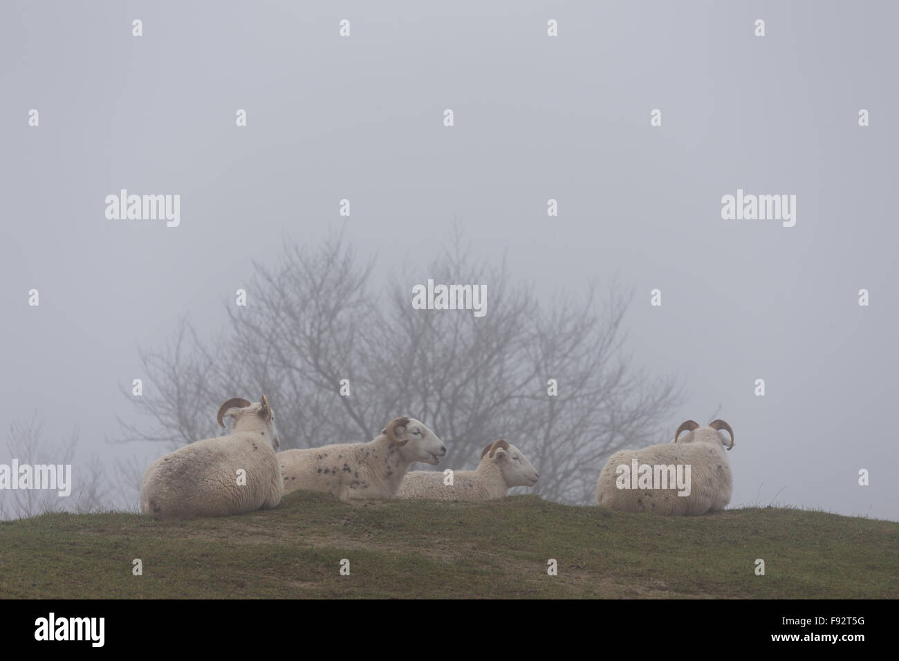 Sheep sitting on the hillside as mild weather conditions sees a thick ...