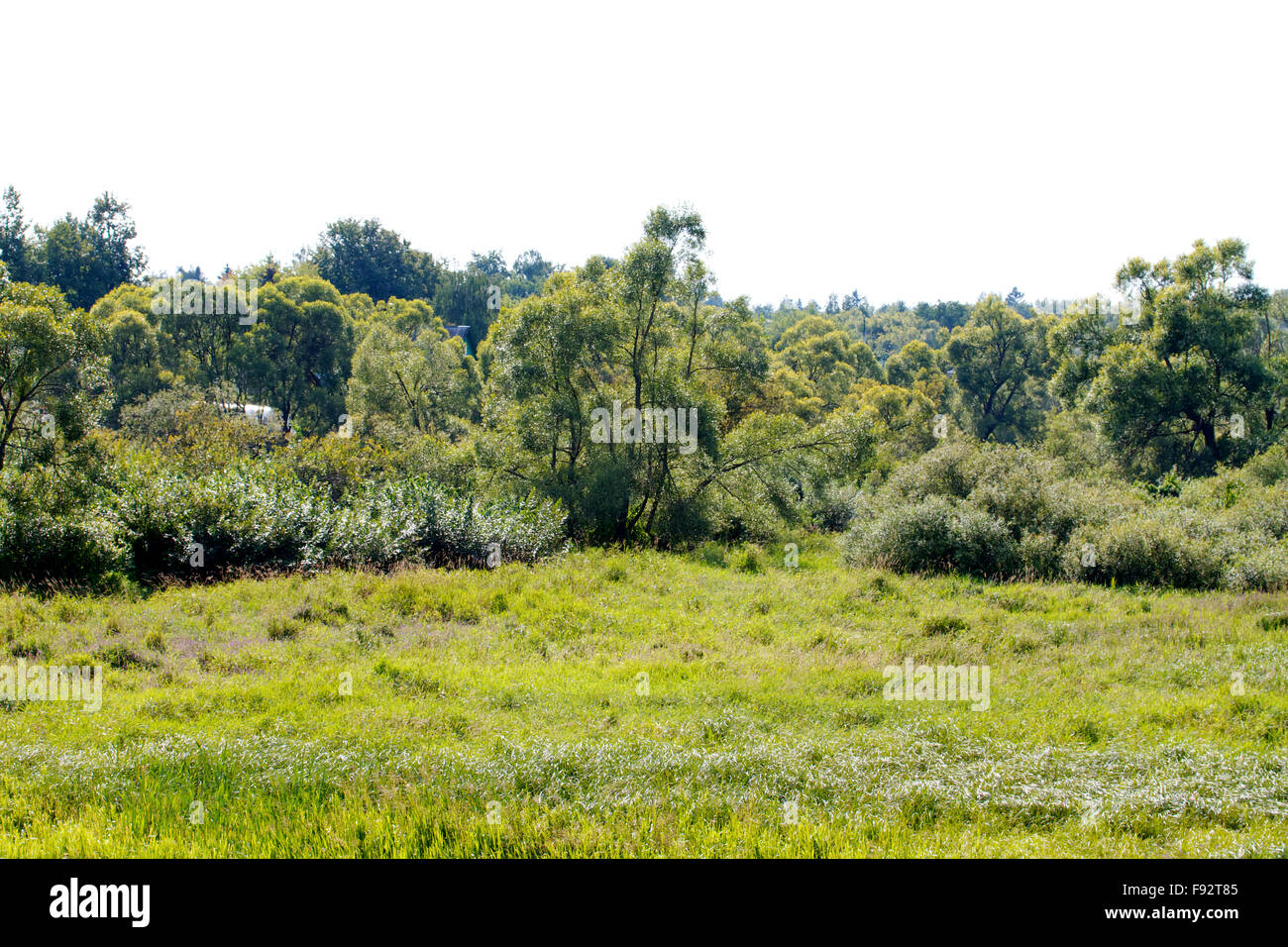 grass valley in forest during summer Stock Photo - Alamy