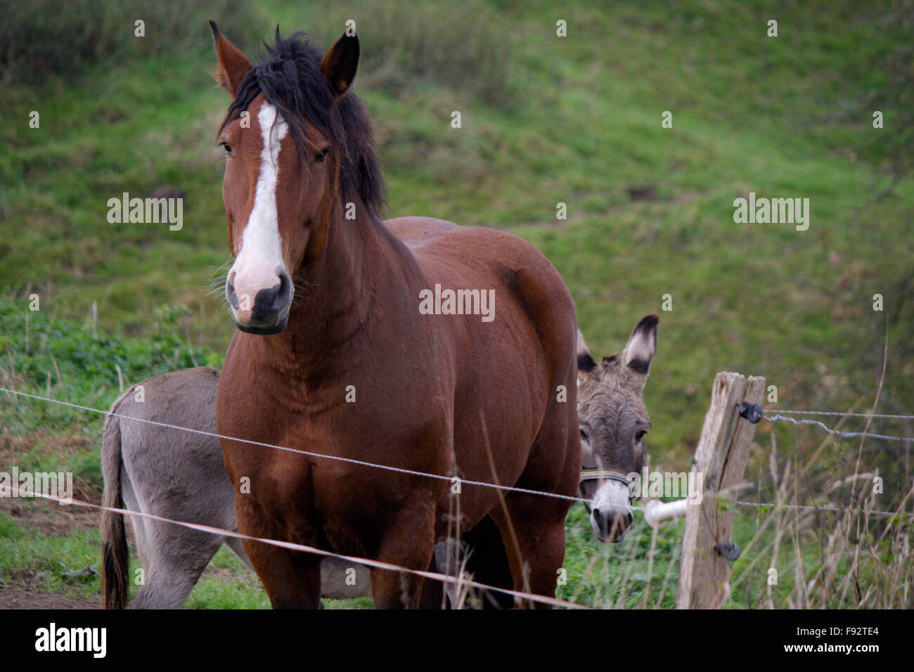 Pferd, Esel - Saechsische Schweiz Stock Photo - Alamy