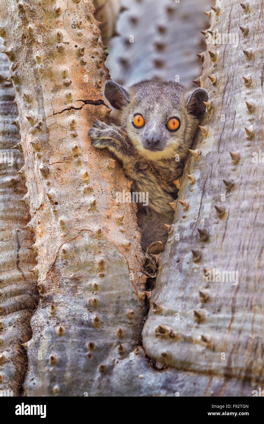 A portrait of a White-footed Sportive lepilemur in a spiny tree ...