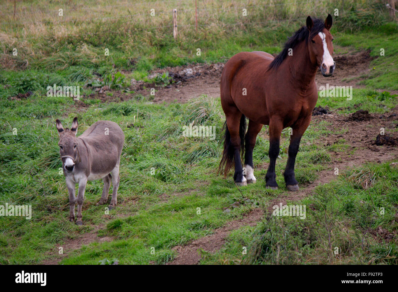 Pferd, Esel - Saechsische Schweiz Stock Photo - Alamy