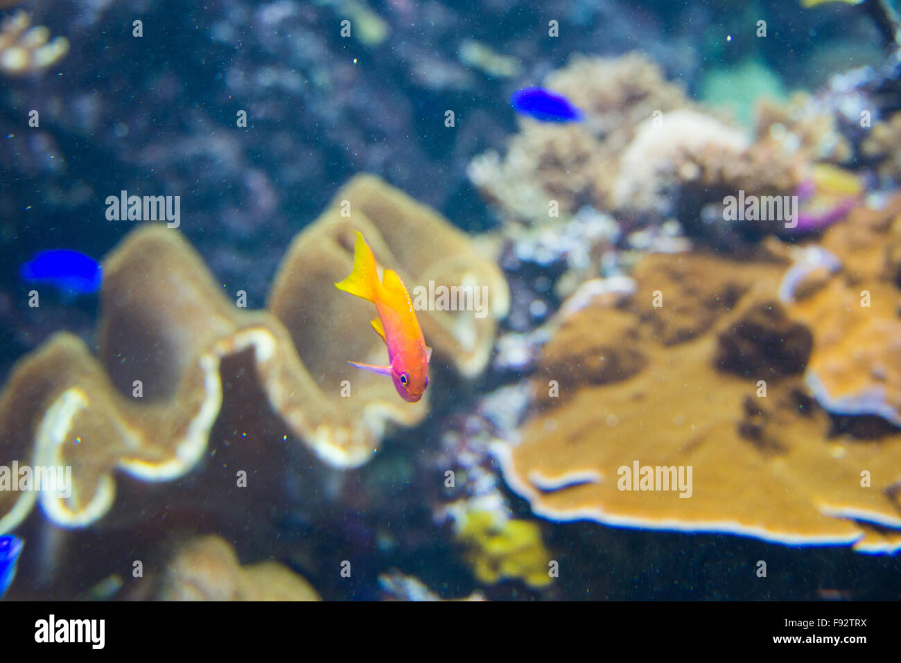 Tropical fish under the water Stock Photo - Alamy