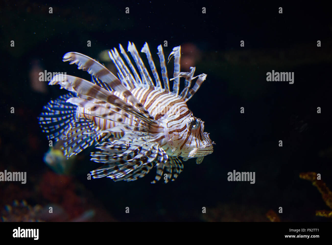 Tropical fish under the water Stock Photo - Alamy