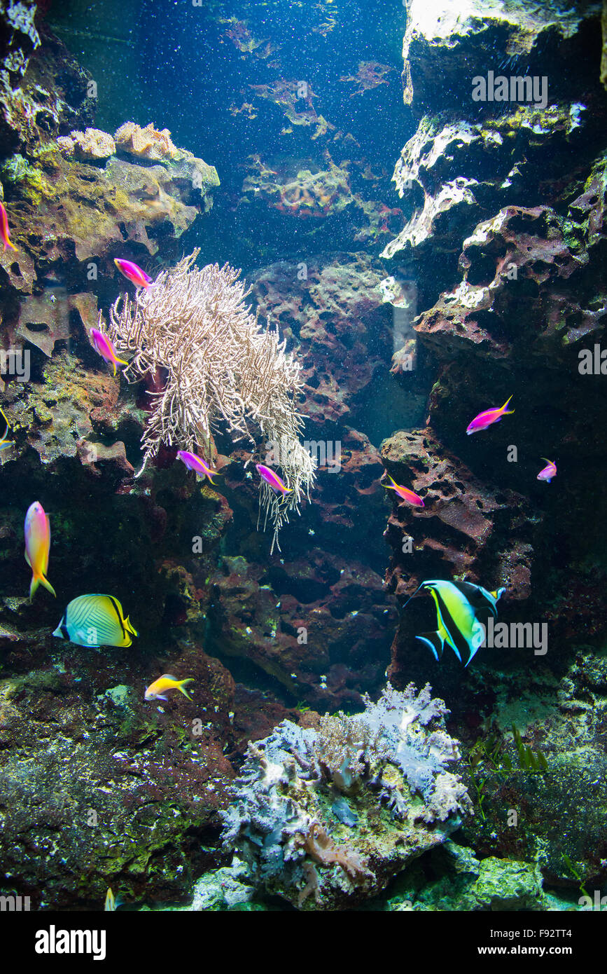 Tropical fish under the water Stock Photo - Alamy