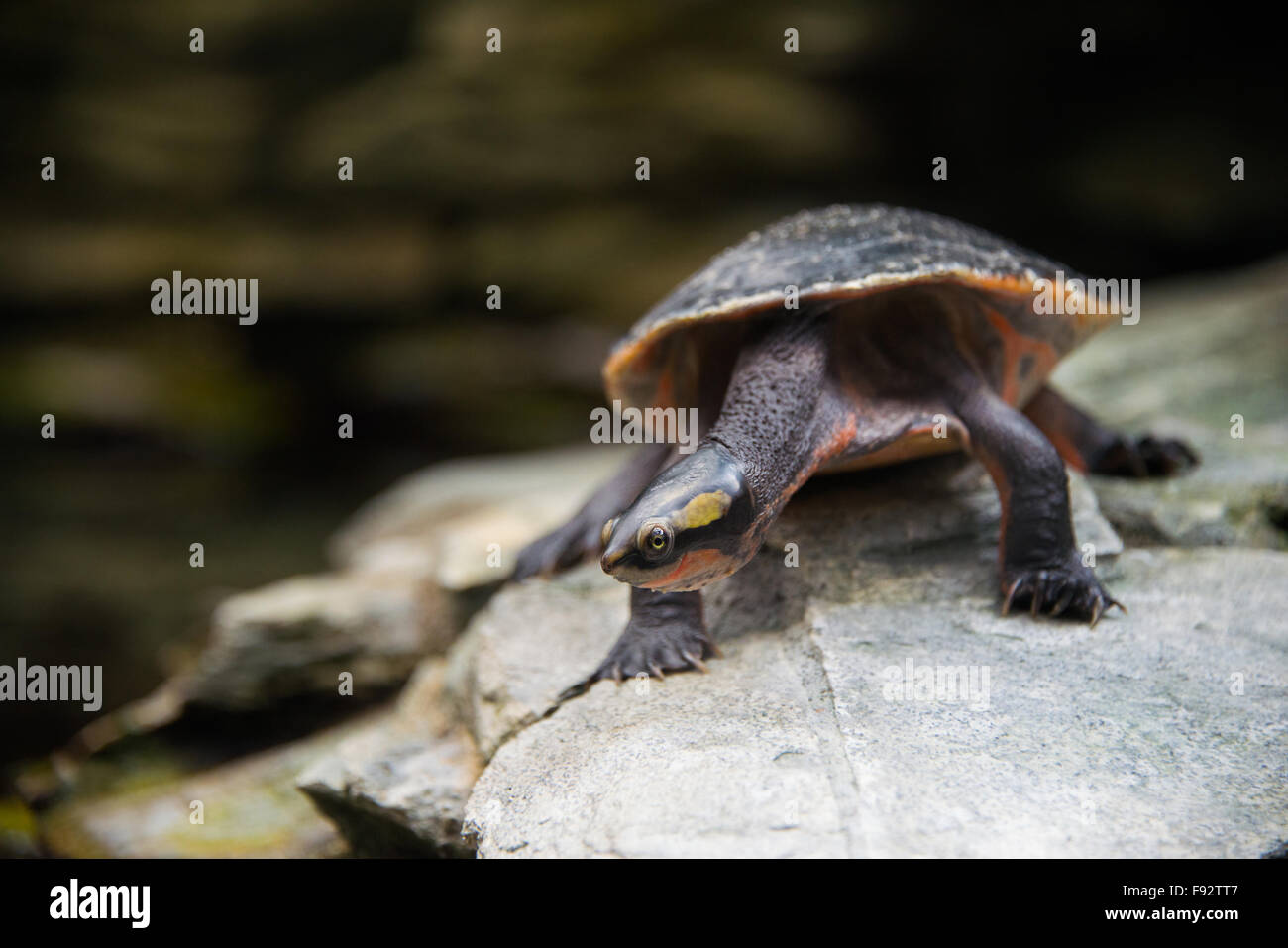 Turtle walking slowly across the field Stock Photo - Alamy