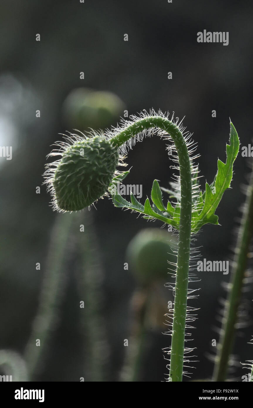 A Beautiful Greenish Color Poppy (Papaver oideae) bud with green color ...