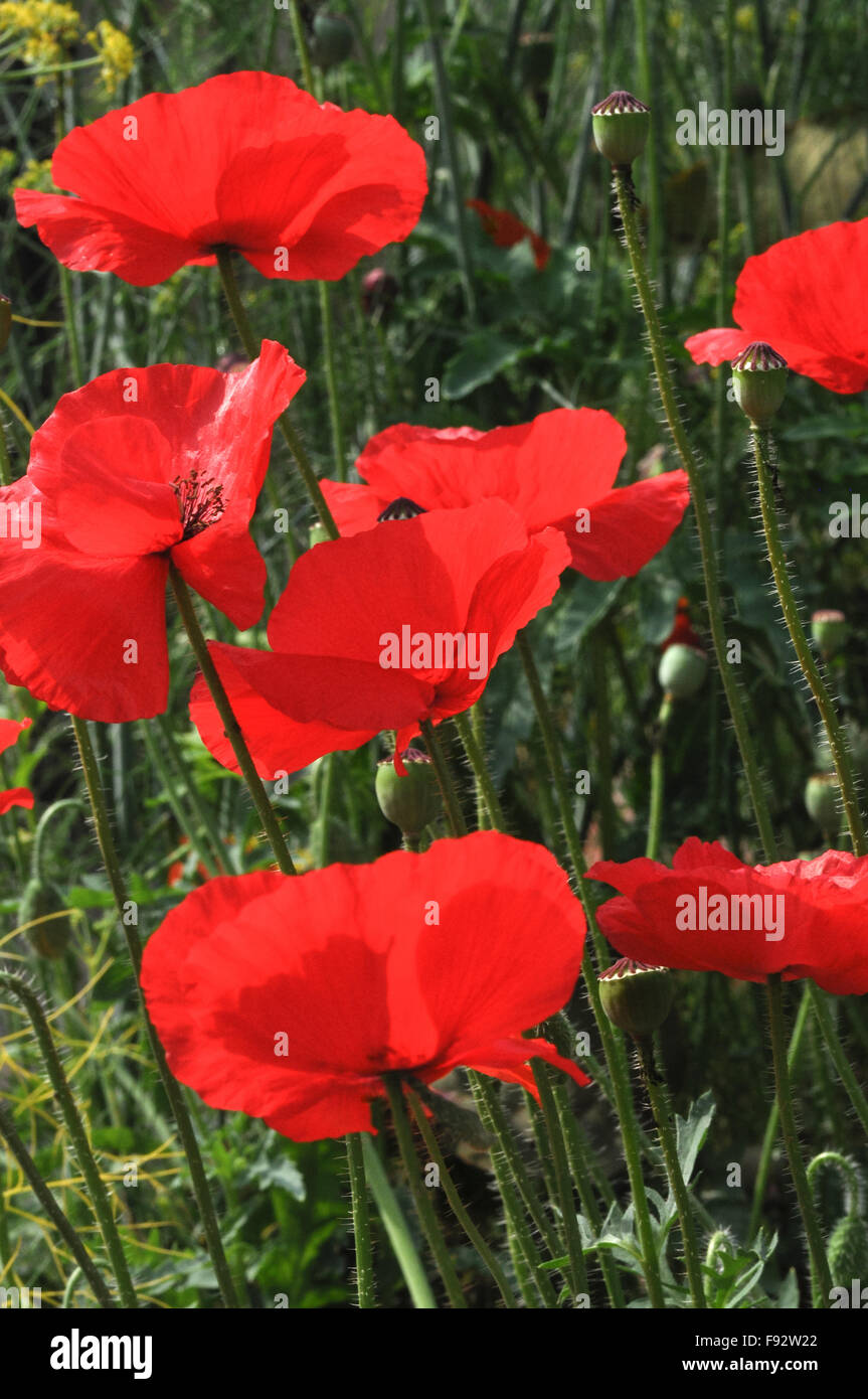 Beautiful Red Poppy (Papaver oideae) flowers with greenish background ...