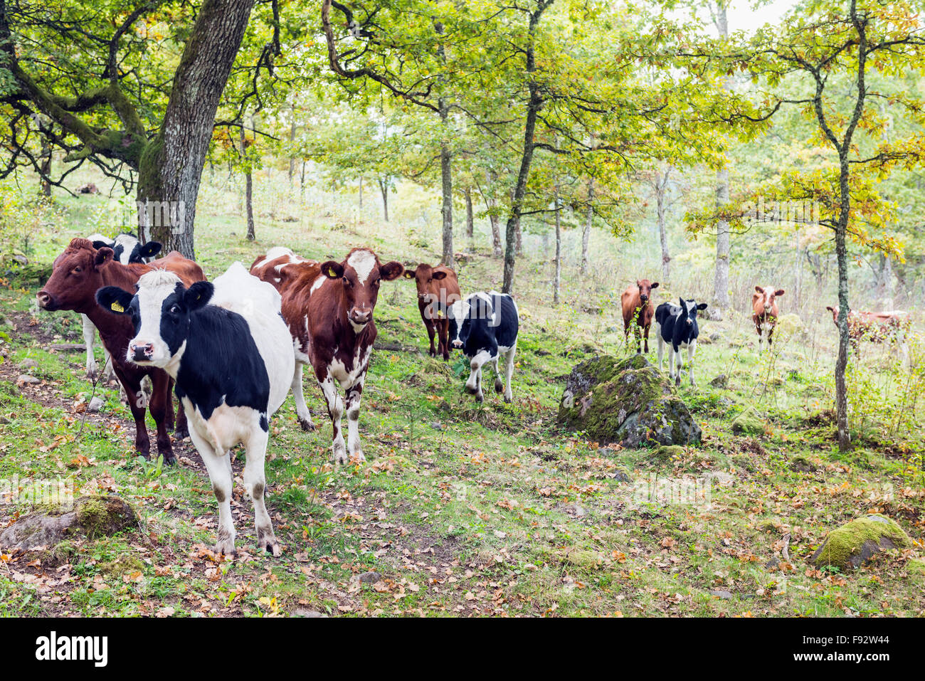 Cow in oak tree pasture hi-res stock photography and images - Alamy