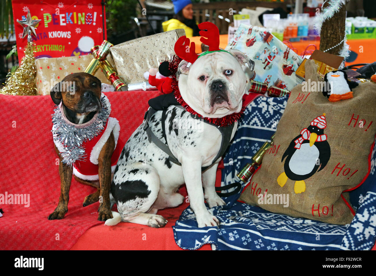 London, UK. 13th December 2015. Bentley the Old Time Bulldog looks ...