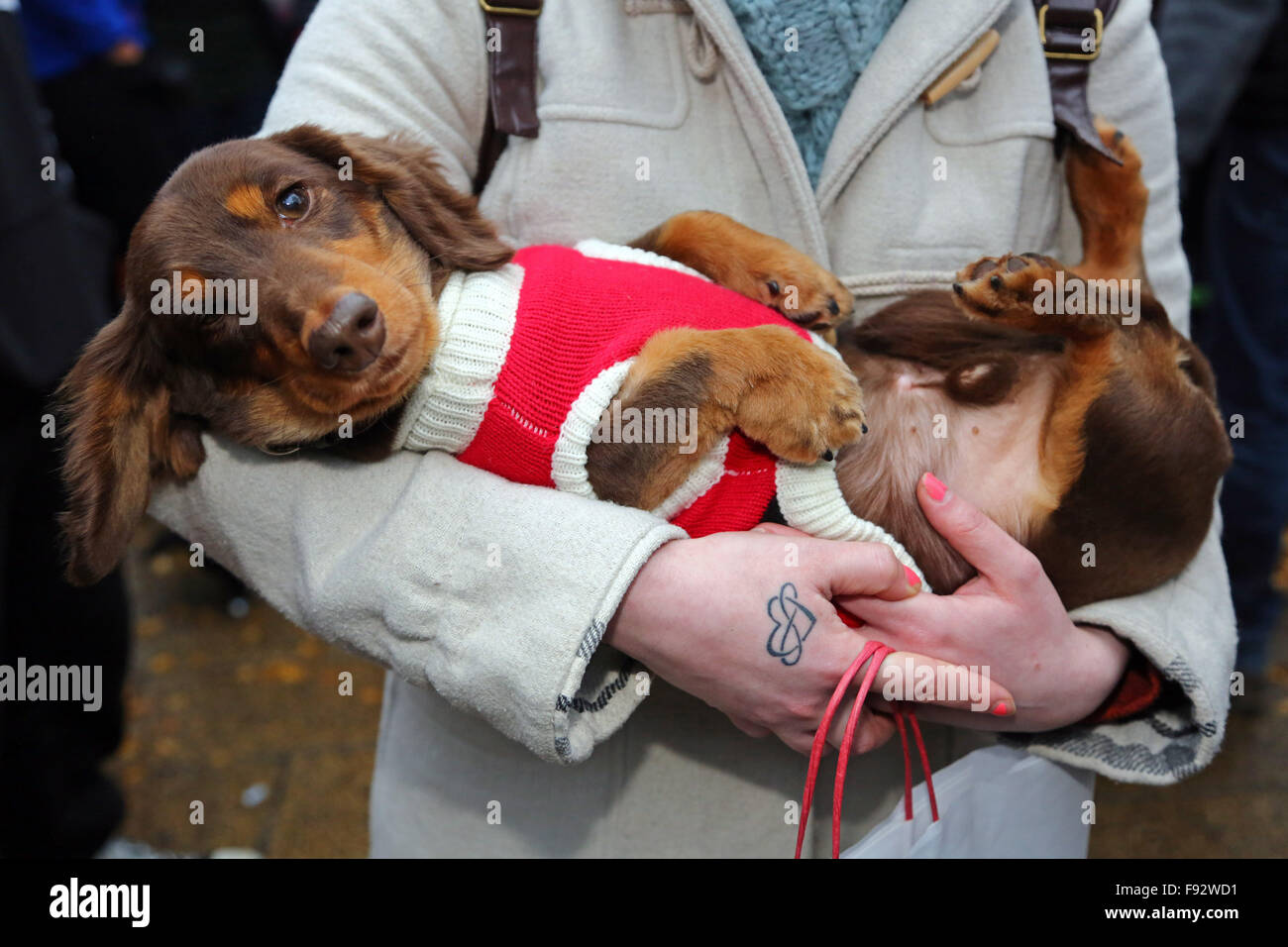 Christmas dachshund hi-res stock photography and images - Alamy