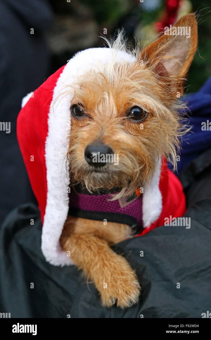 London, UK. 13th December 2015. Errol the Yorkie cross in his Santa ...