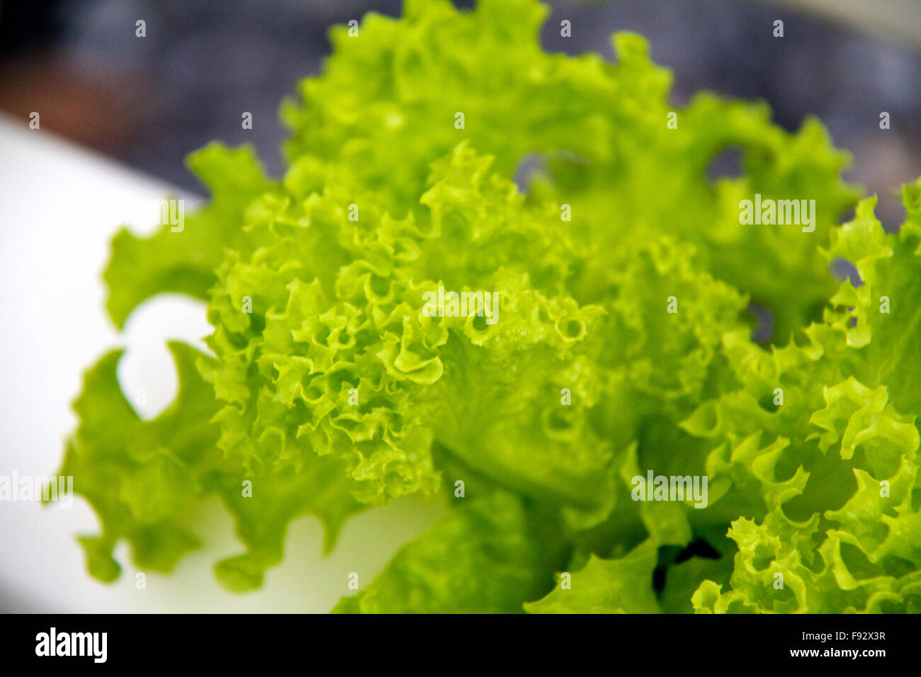Growing lettuce in rows in the vegetable garden Stock Photo - Alamy