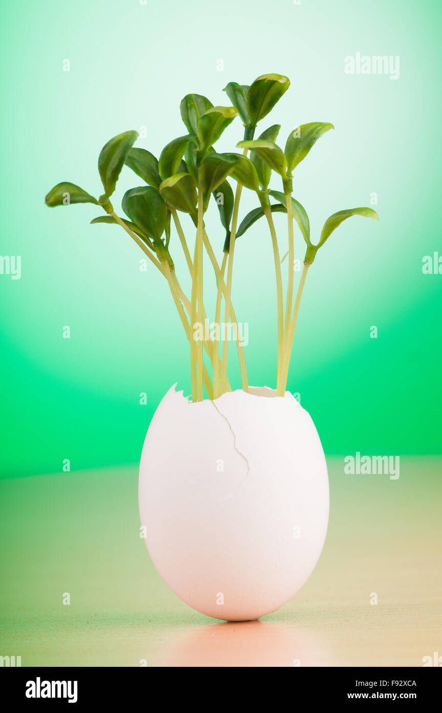 Eggs with green seedling in new life concept Stock Photo - Alamy