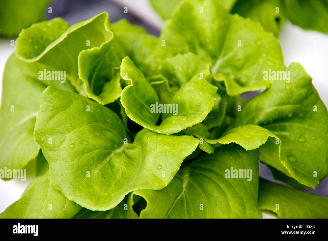 Growing lettuce in rows in the vegetable garden Stock Photo - Alamy