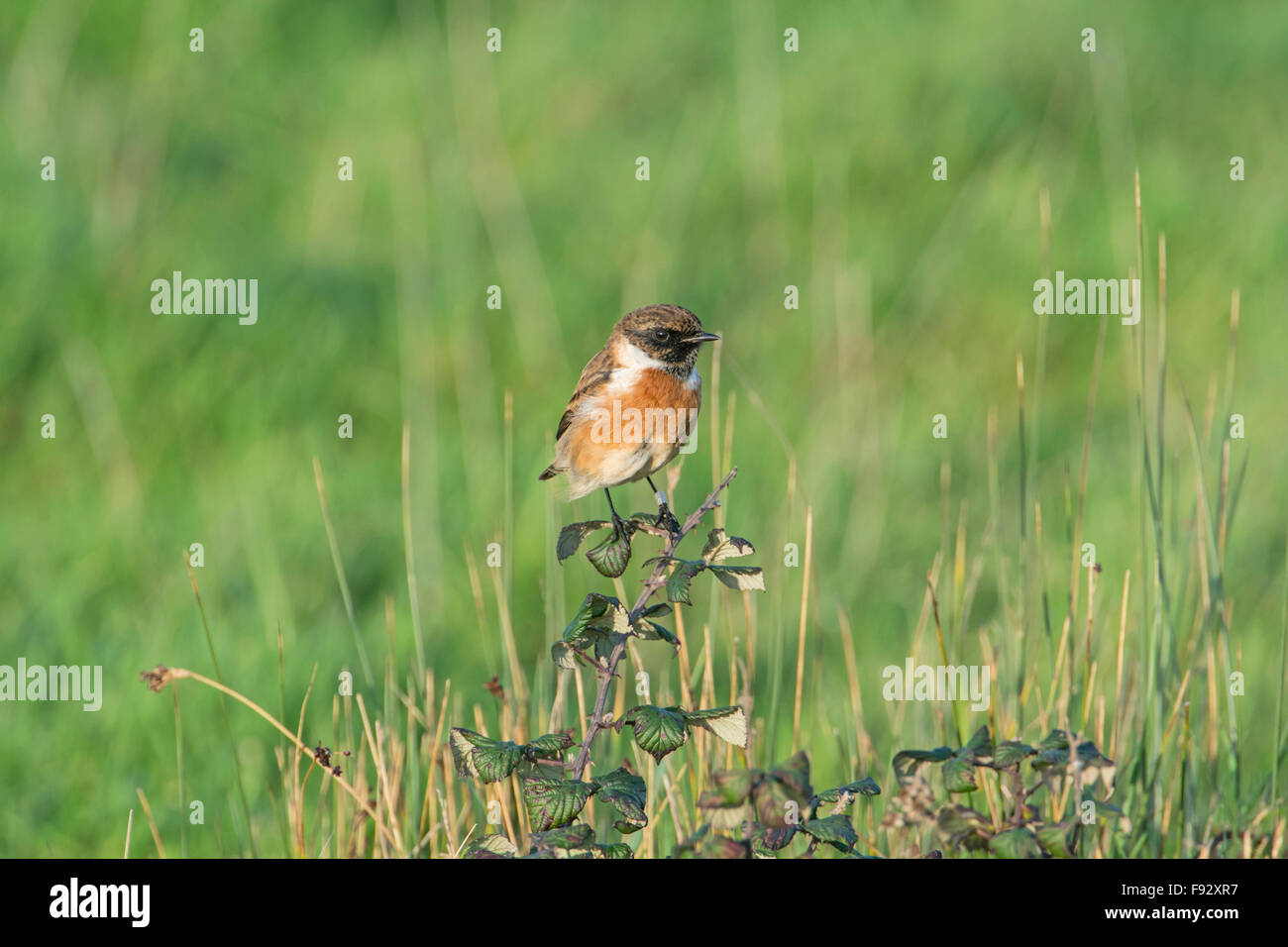Male stonechat hi-res stock photography and images - Alamy
