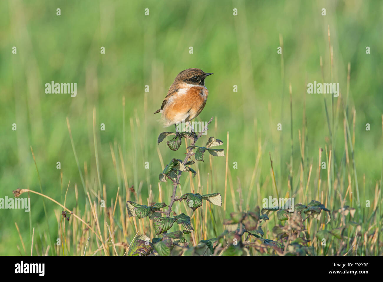 Male stonechat hi-res stock photography and images - Alamy