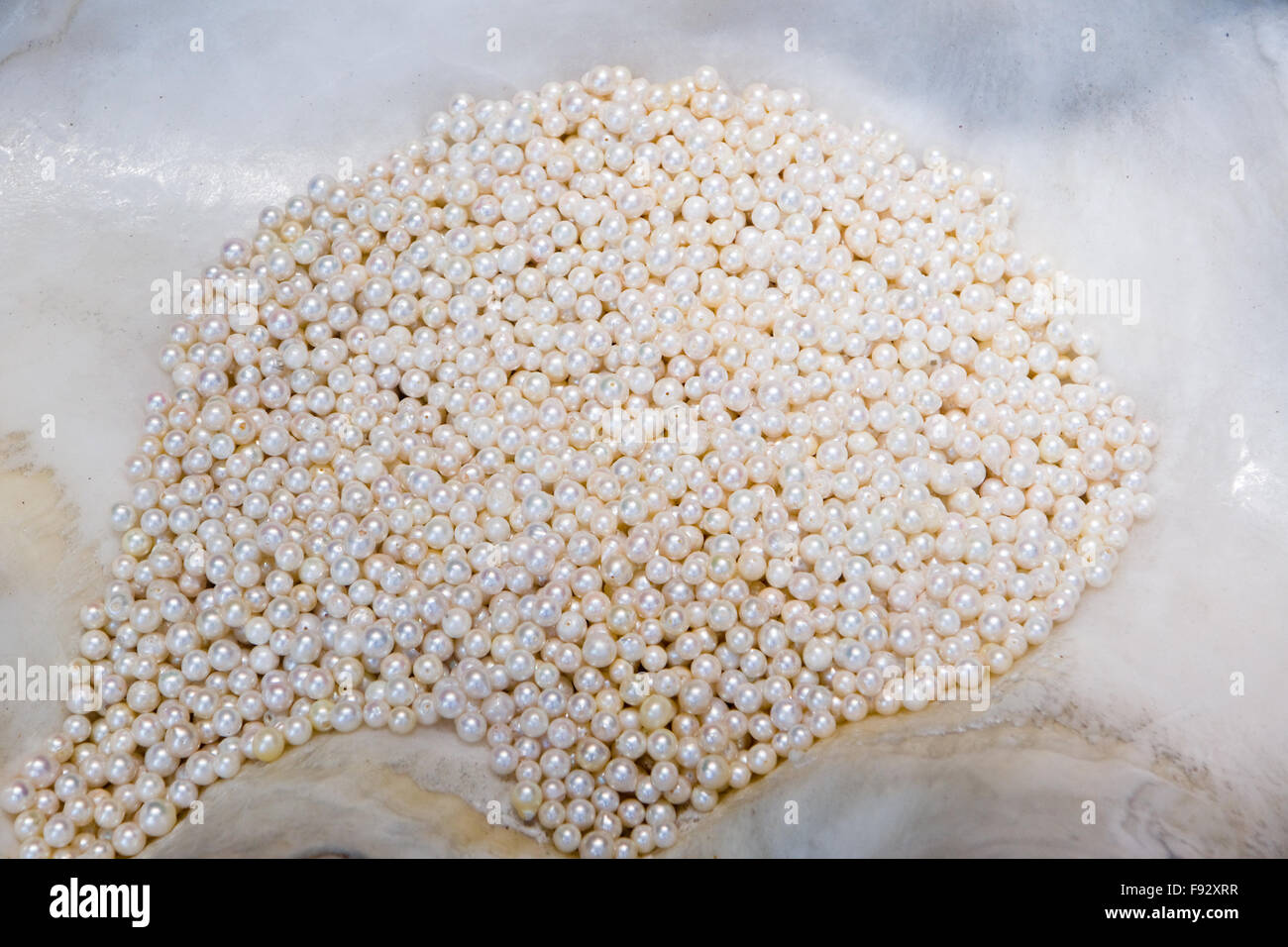 White pearls in a shell Stock Photo - Alamy