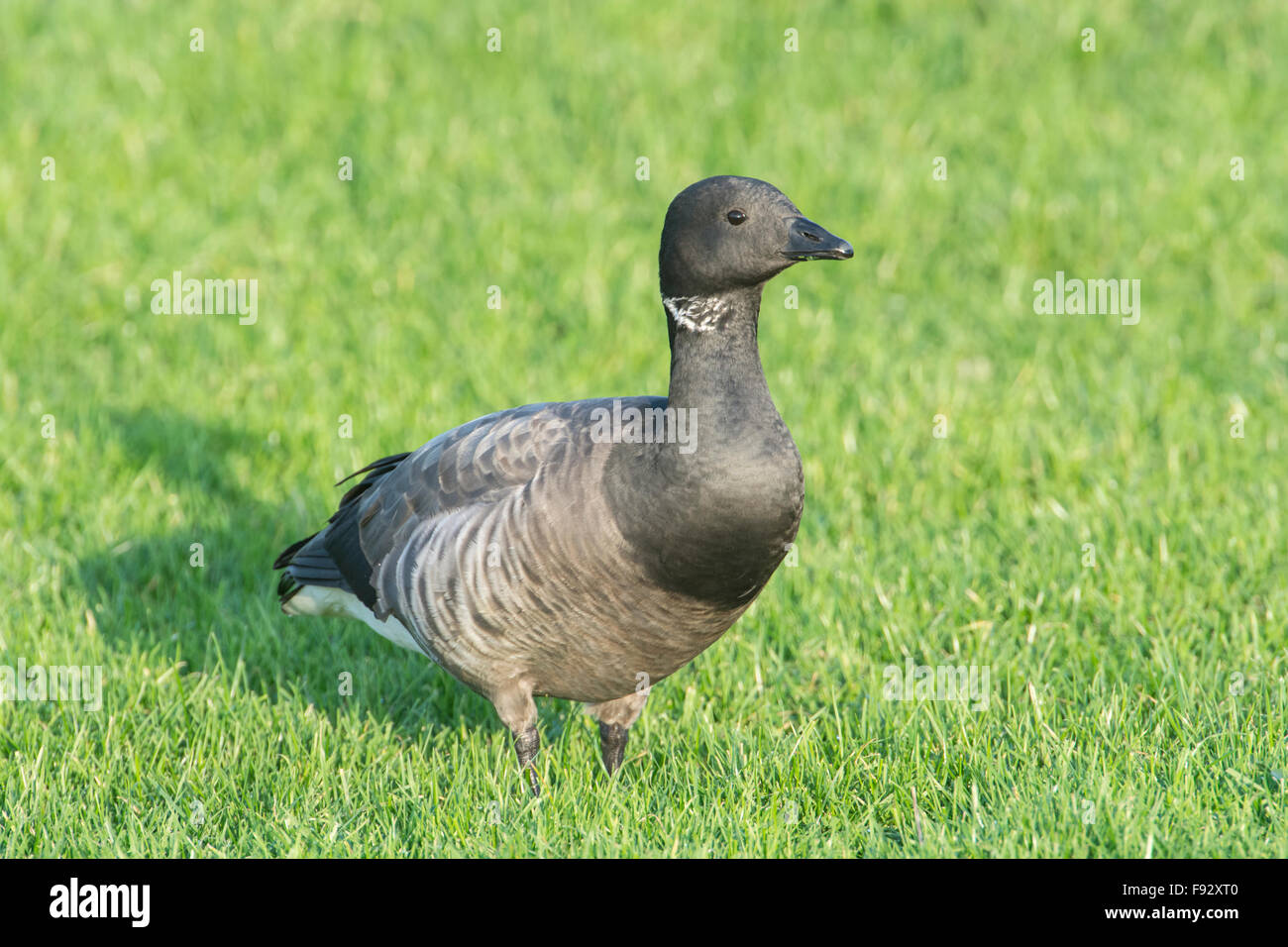Brent goose (Branta bernicla) in a grass field Stock Photo - Alamy