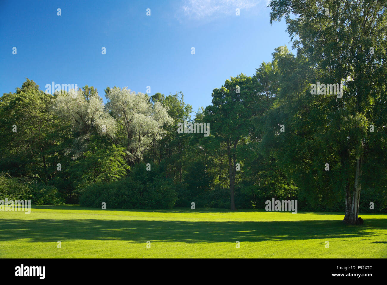 Landscape. Grass, trees against the blue sky Stock Photo - Alamy