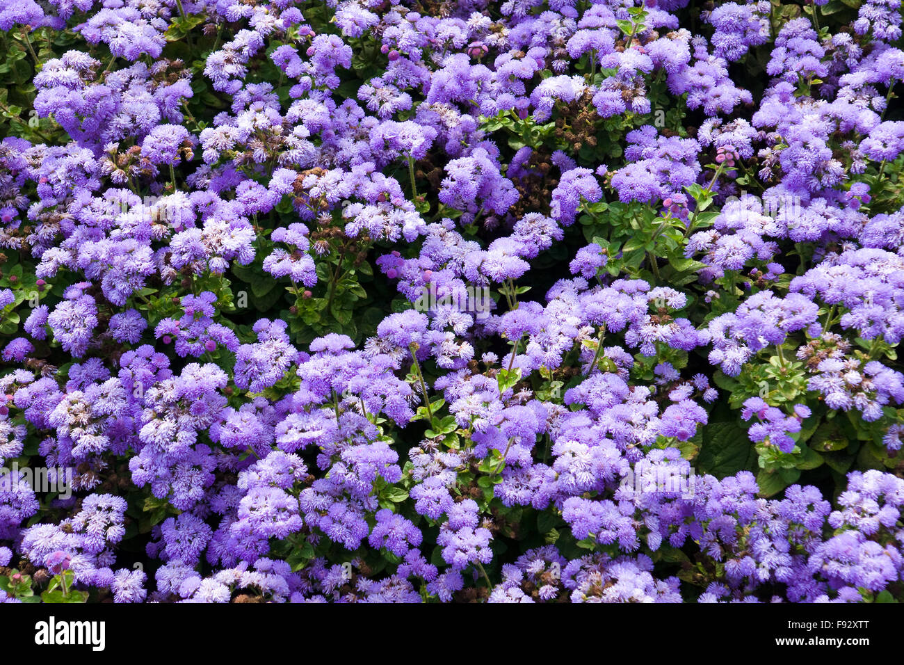Background with beautiful ageratum flowers Stock Photo - Alamy