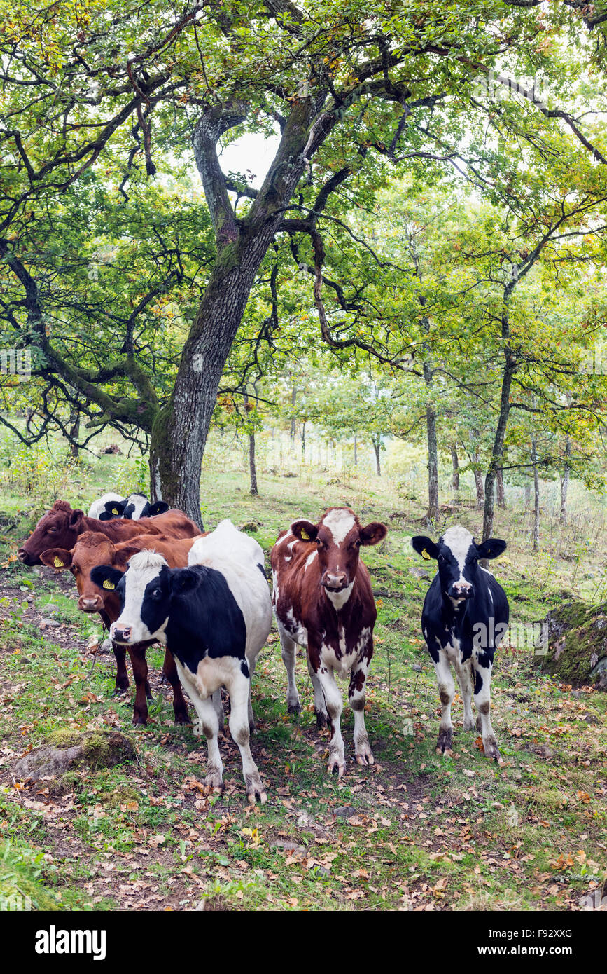 Cow pasture with oak trees at hi-res stock photography and images - Alamy