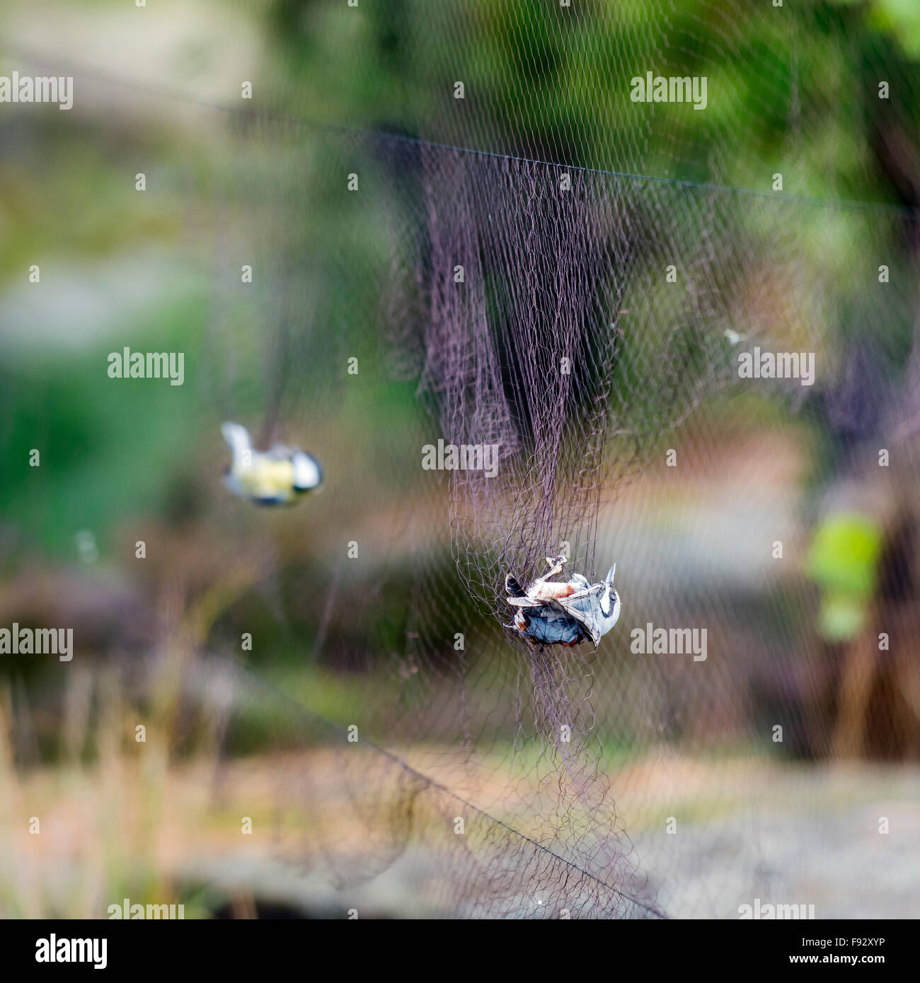 Mist net bird hi-res stock photography and images - Alamy