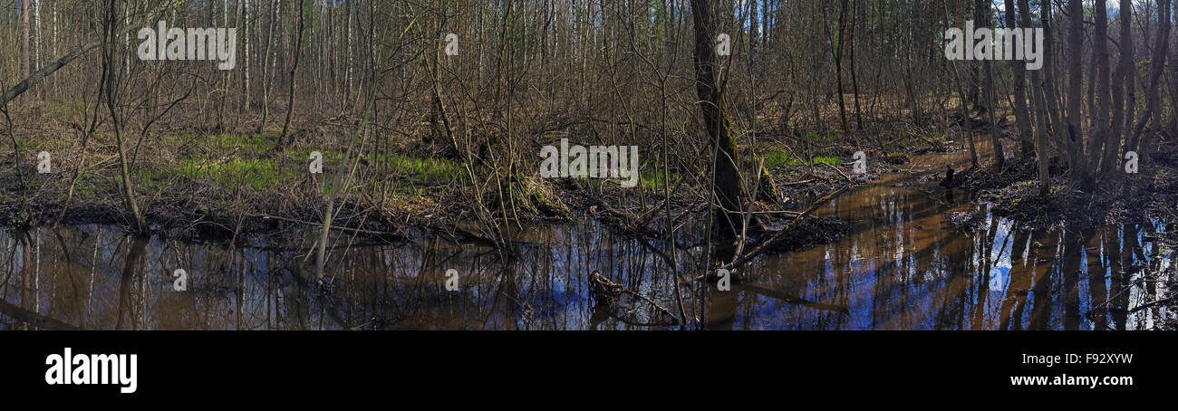 Spring forest landscape with water and broken trees Stock Photo - Alamy