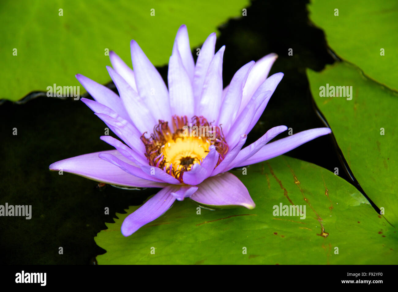 Beautiful Lotus Flower Stock Photo - Alamy