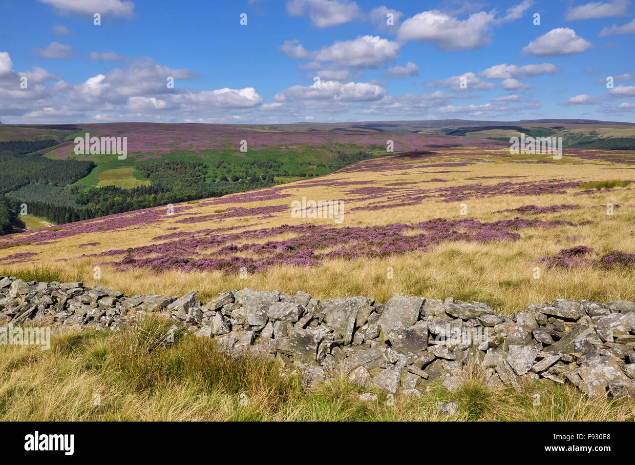 Heather moorland grouse moor august hi-res stock photography and images ...