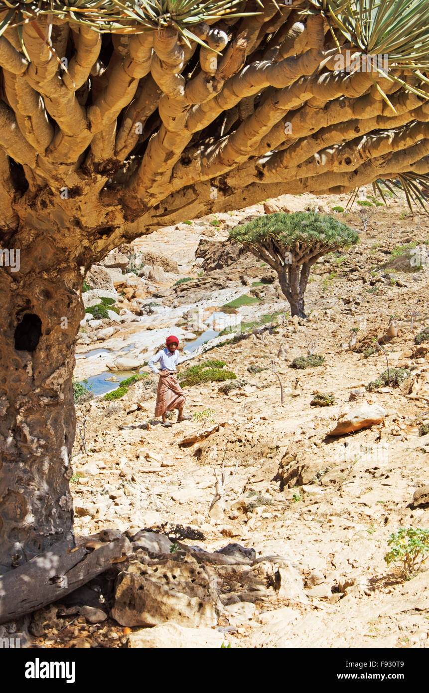 Socotra, Yemen, Middle East: yemeni guide in the Dragon Blood trees ...