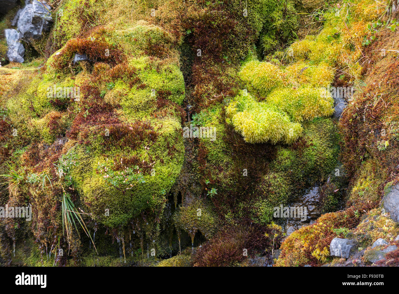 Moss vegetation hi-res stock photography and images - Alamy