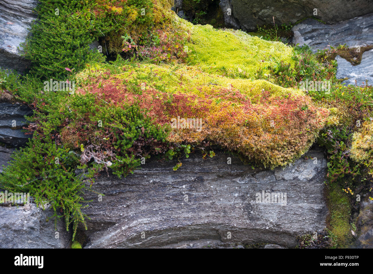 Moss vegetation hi-res stock photography and images - Alamy