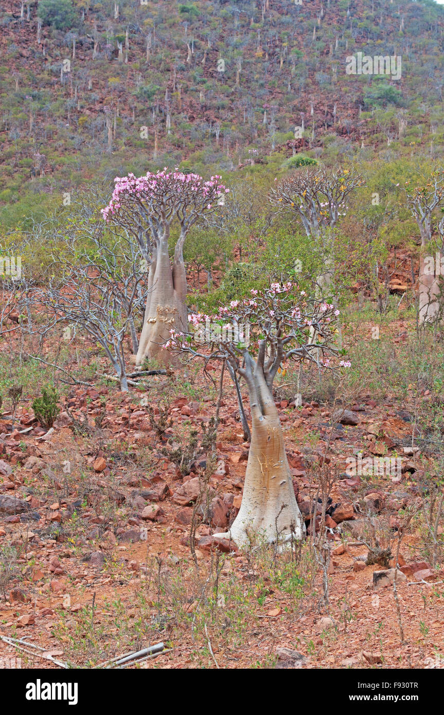 Socotra, island, Yemen, Middle East: flowering Bottle trees in the ...