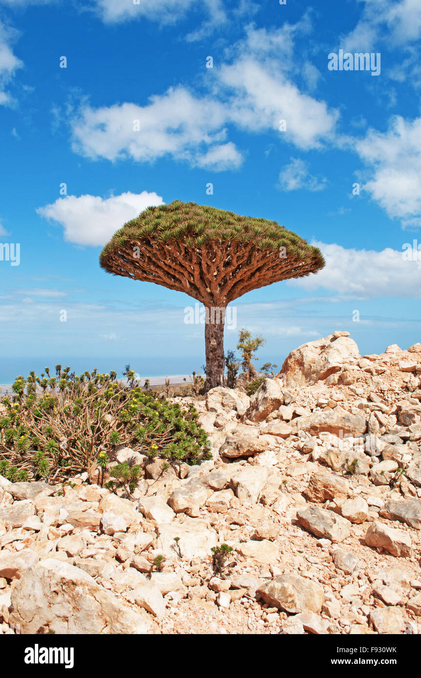 Socotra, Yemen, Middle East: lonely Dragon Blood tree in the protected ...