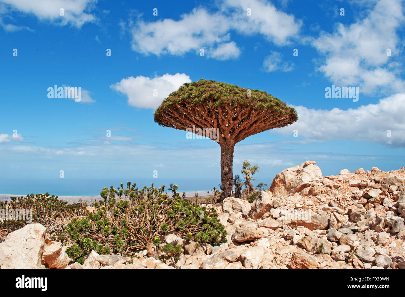 Socotra, Yemen, Middle East: lonely Dragon Blood tree in the protected ...