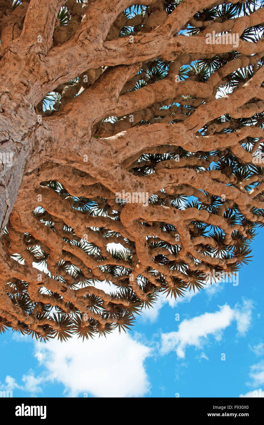 Socotra, Yemen, Middle East: the Dragon Blood tree branches in the ...