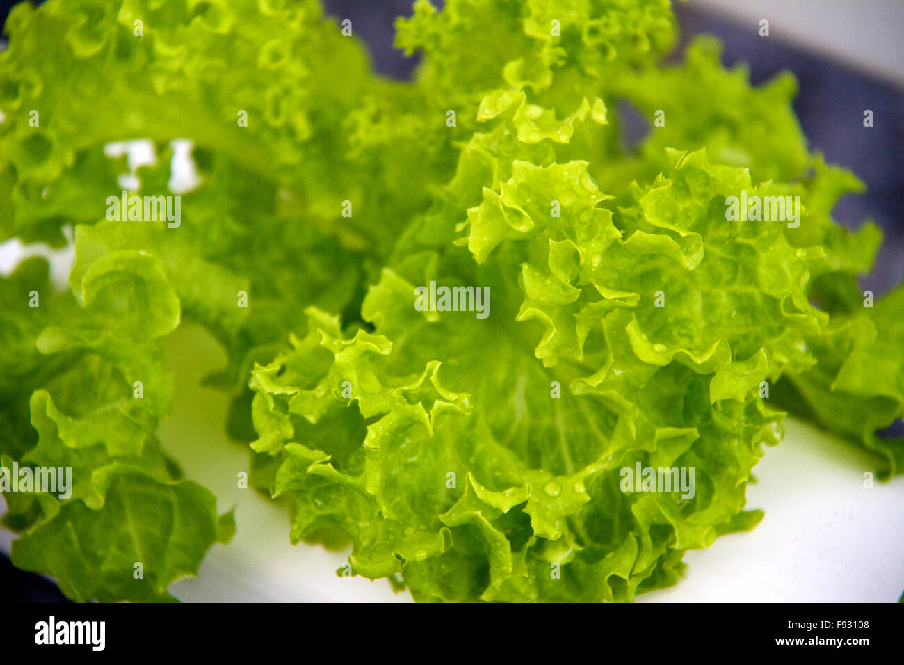 Growing lettuce in rows in the vegetable garden Stock Photo - Alamy