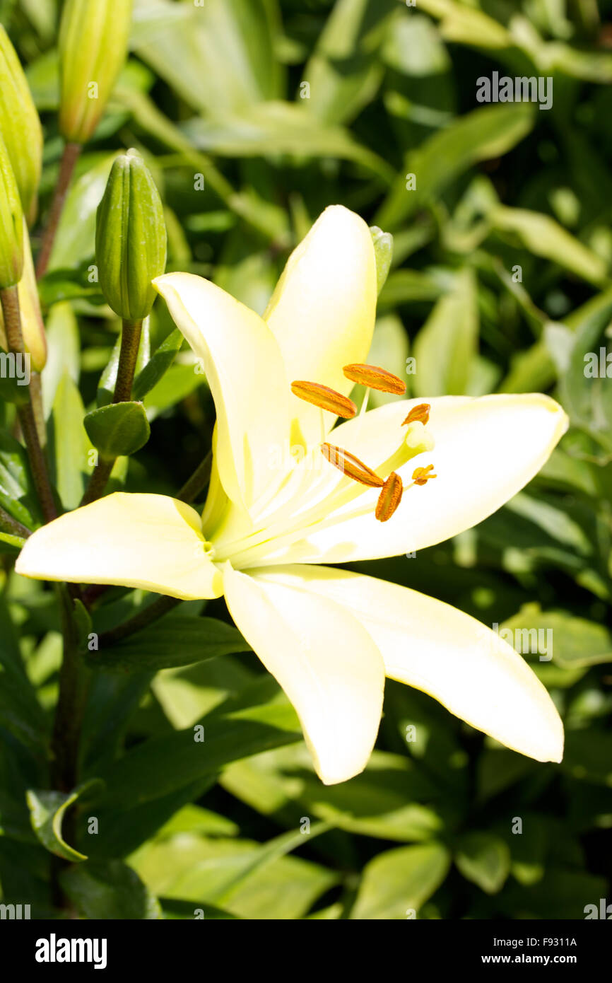 lily flower, Lilium Stock Photo - Alamy