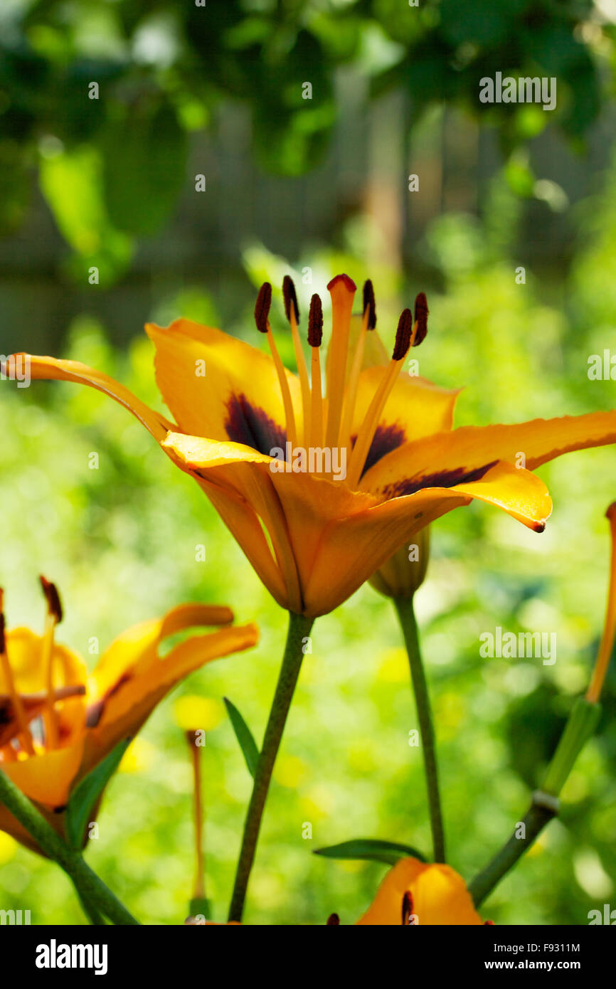 lily flower, Lilium Stock Photo - Alamy