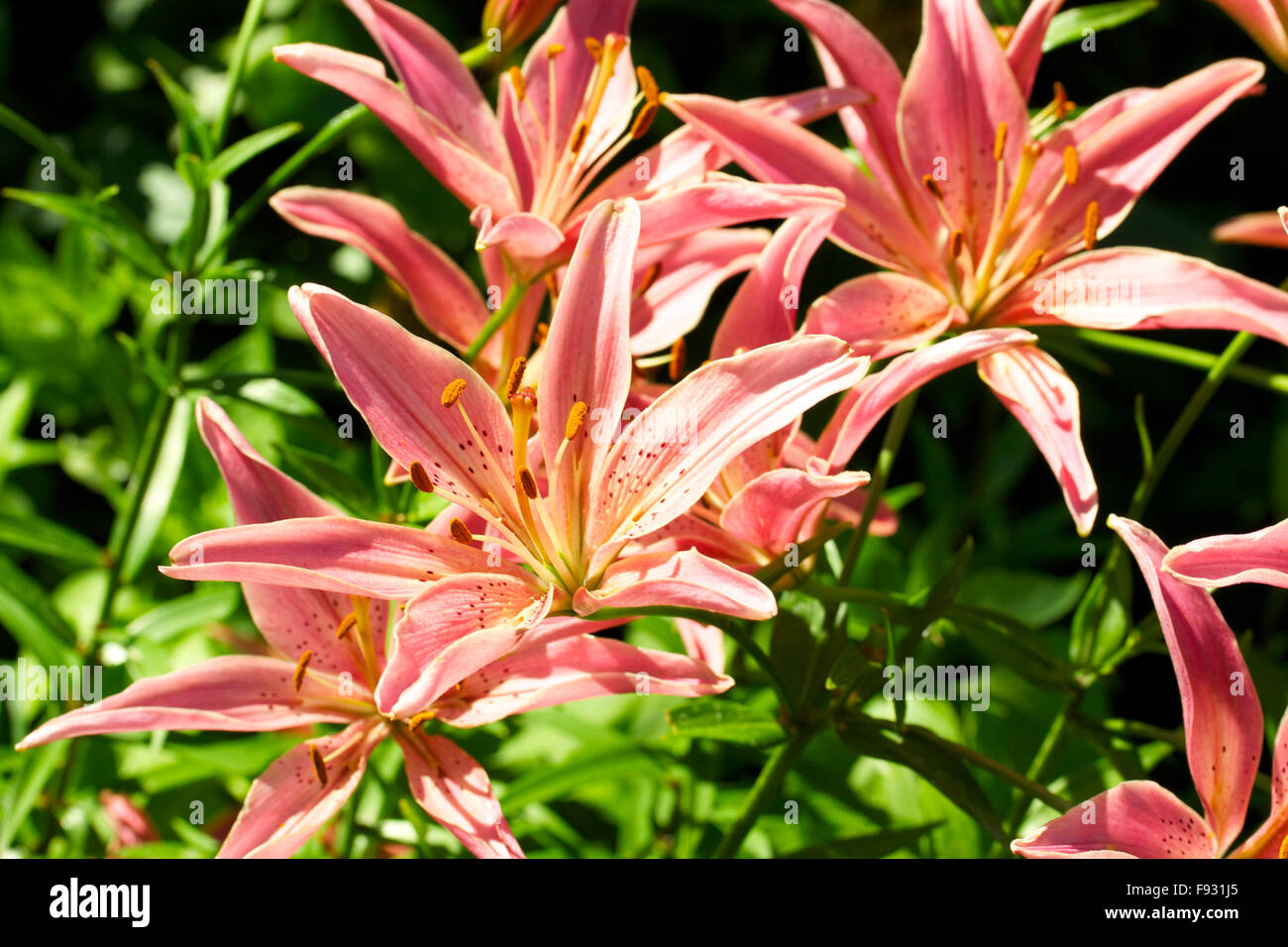 lily flower, Lilium Stock Photo - Alamy