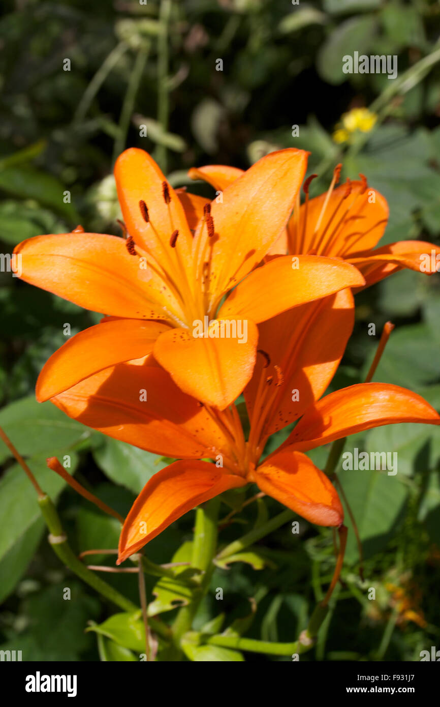 lily flower, Lilium Stock Photo - Alamy