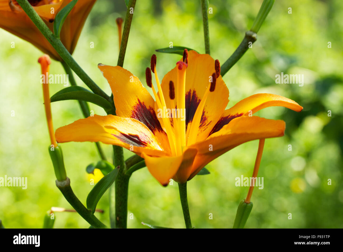 lily flower, Lilium Stock Photo - Alamy