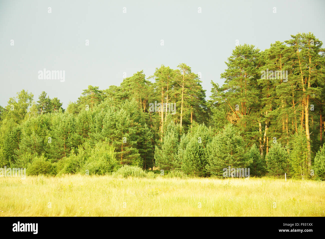 russian forest summer Stock Photo - Alamy