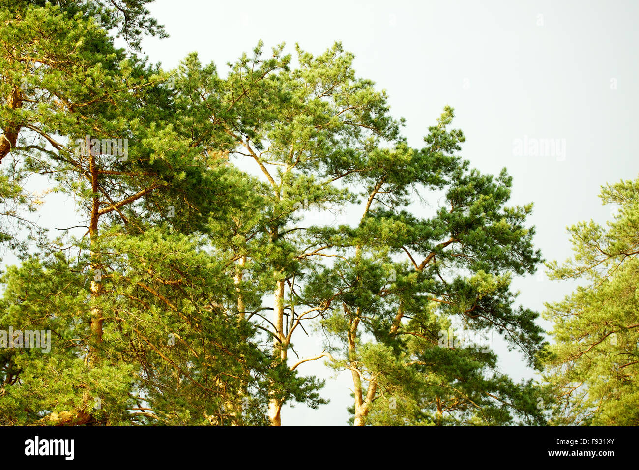 russian forest summer Stock Photo - Alamy