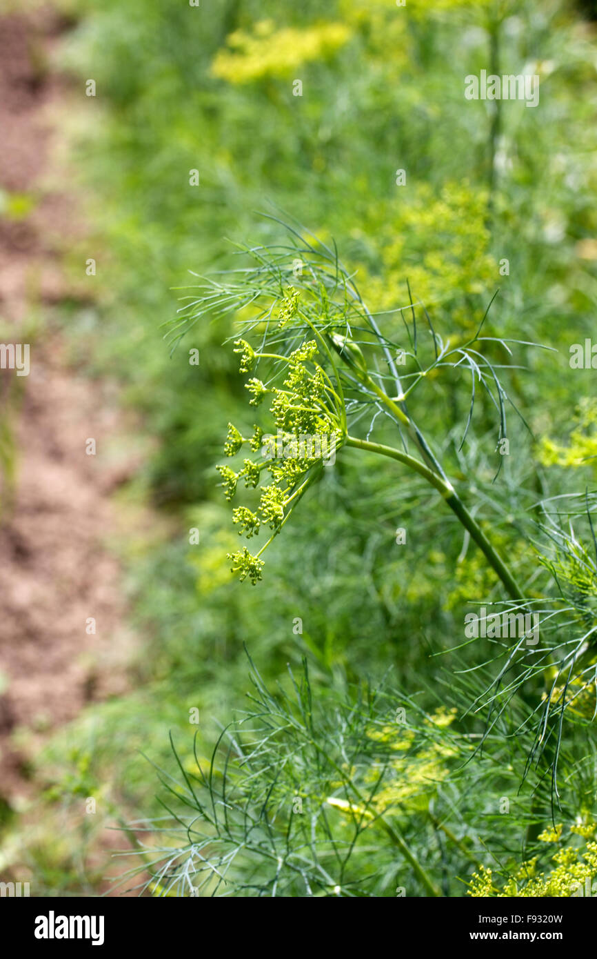 Closeup of dill Stock Photo - Alamy