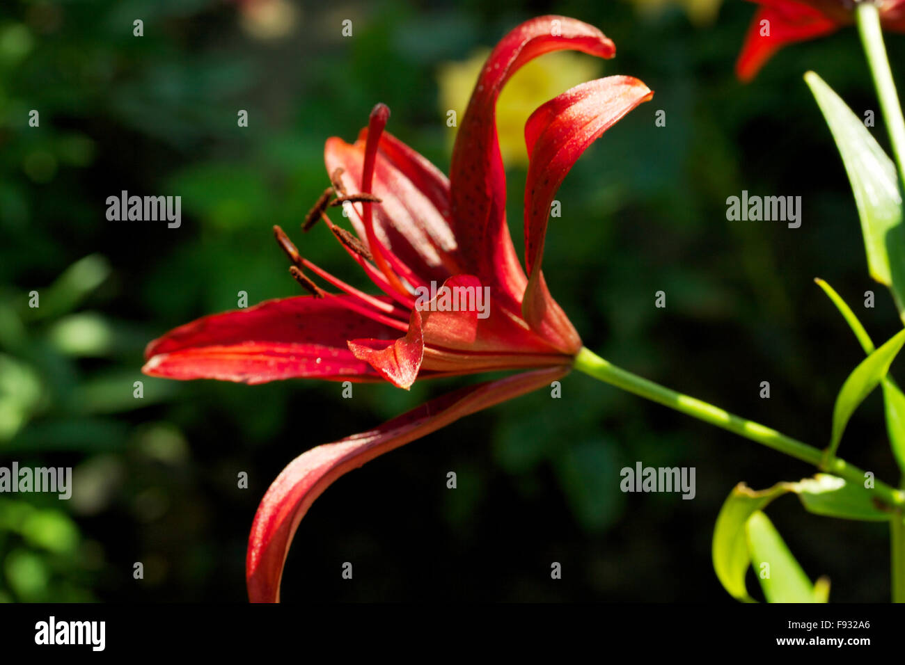 lily flower, Lilium Stock Photo - Alamy