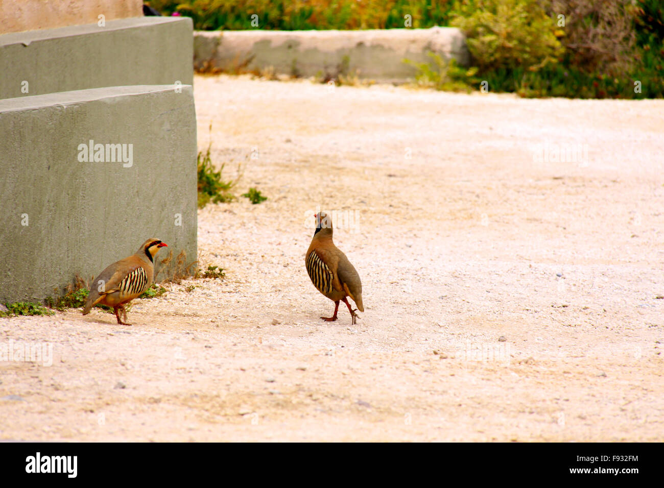 partridge during one hunted in nature Stock Photo - Alamy